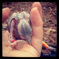 RCW Population Monitoring & Management | Dr. J.H. Carter, III ...